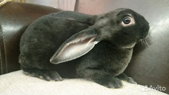 Кролики Рексы