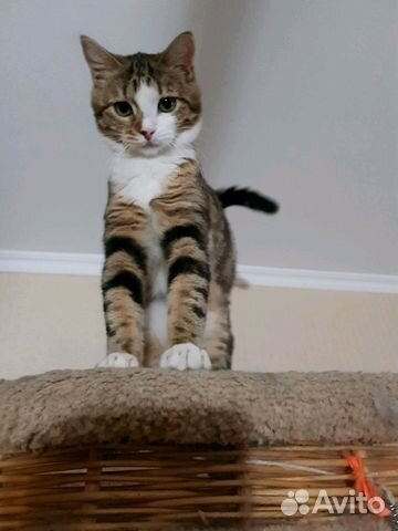 Котенок Стефани 5,5мес метиска,привита,стерилизова