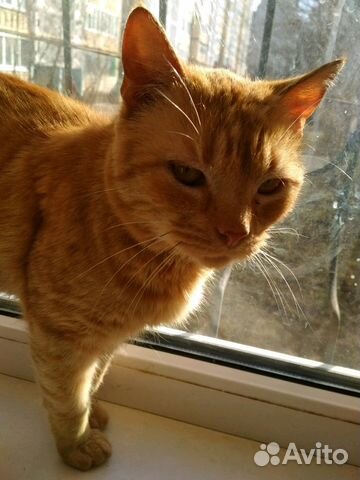 В добрые руки котик Руди