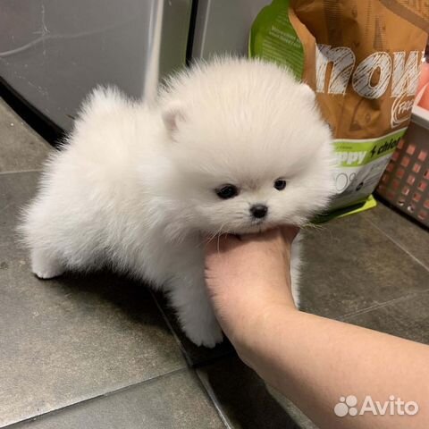 Померанские мини шпицы пупсики доставка