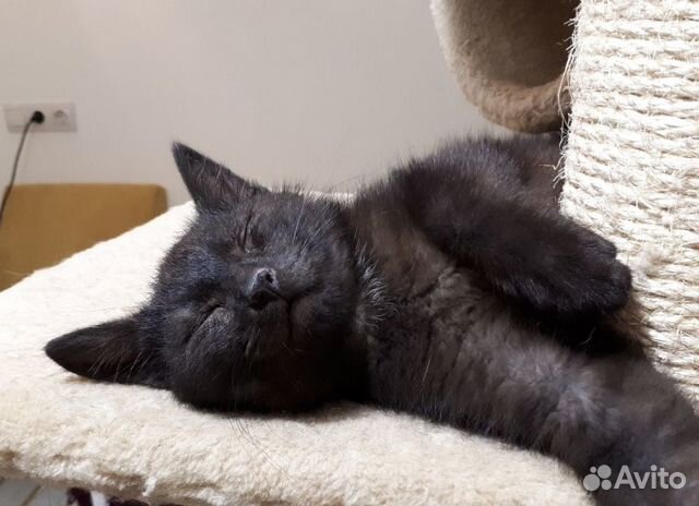 Котята 5 месяца