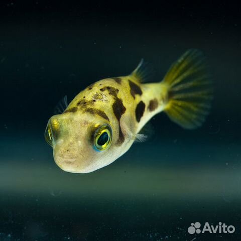 Тетрадон тетраодон тетрадонт тетраодонт карликовый