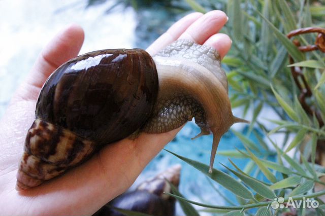 Шикарные улиточки ахатины