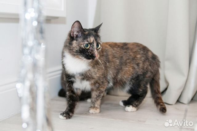 Челси кошка 2 года