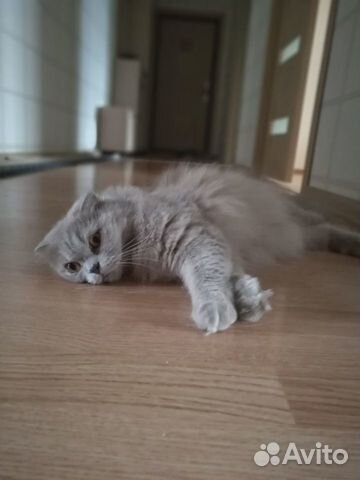 Кошечка шотландская лиловая для вязки