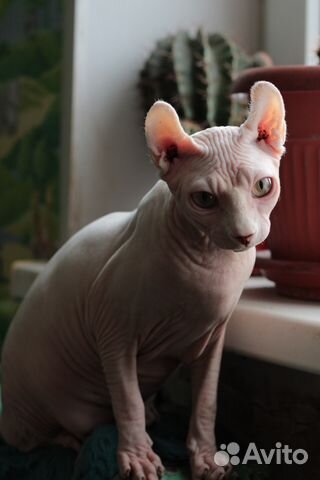 Девочка ELF(эльф)