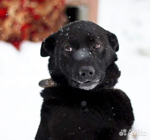 Почетный генерал Жучок