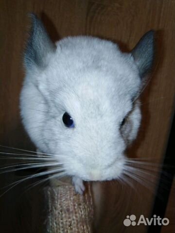 Шиншилла белый Вильсон