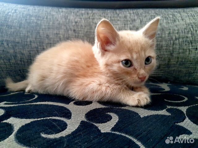 Отдам котенка