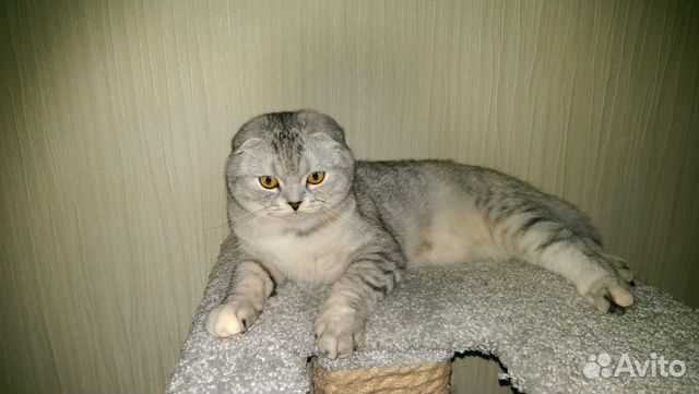 Подам котят