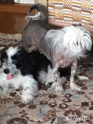 Пуховое чудо китайских хохлатых