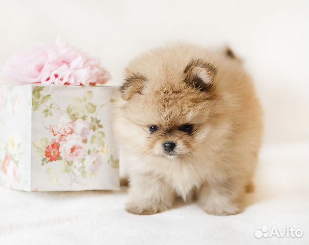 Шпиц кроха Мармеладка