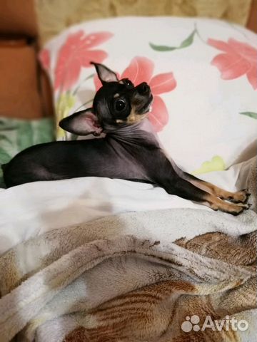 Ищем милого и обоятельного мальчика на вязку