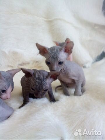 Канадский сфинкс