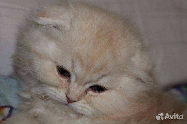 Котенок-мальчик шотландский вислоухий