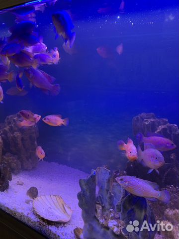 Цихлиды хромисы