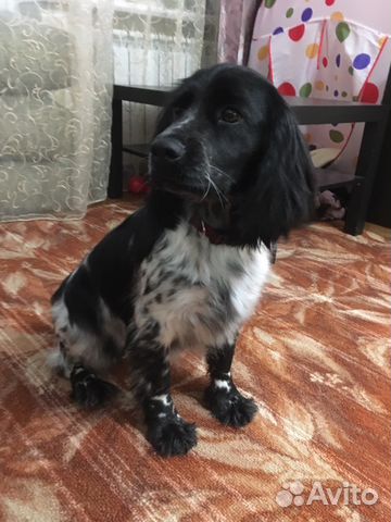 Русский спаниель