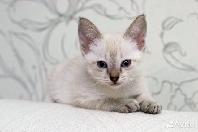 Тайская красавица, сил-тебби-поинт