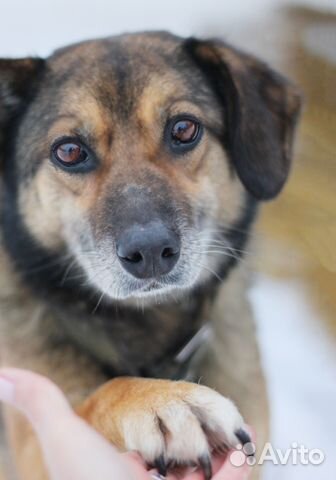 Верный друг Гаврик