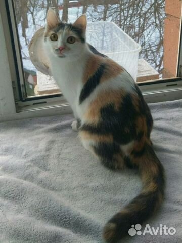 Кошечка Ефросинья