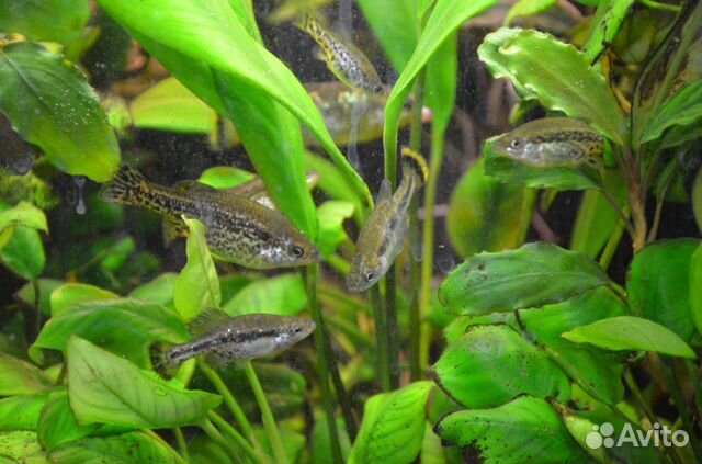 Амека Глянцевая