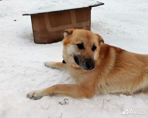Лисичка ждет хозяев