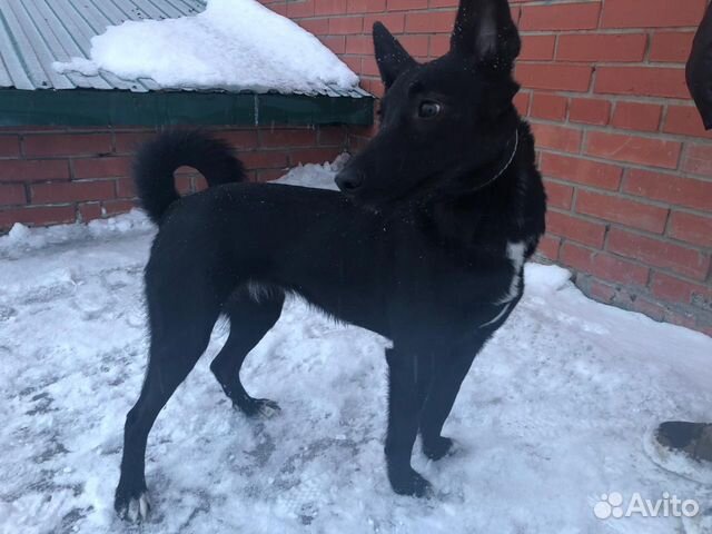 Лайка