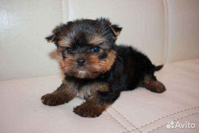 Очень красивый мальчик мини 2 мес