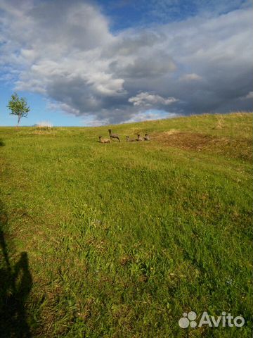 Овцы ягнята романовские