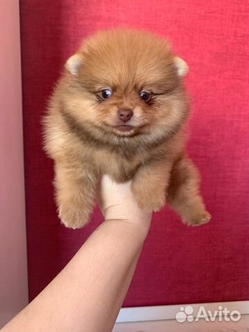 Шпиц дев. окрас шок-соболь