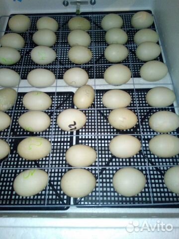 Яйцо инкубационное индоутки и индоутята