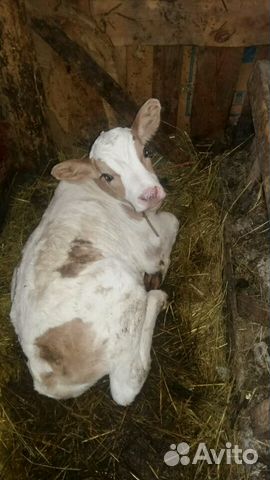 Бычок 2 недели