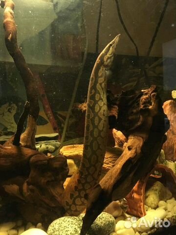 Красный паку/ цихлида/ Мастацембел