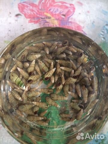 Улитки милании