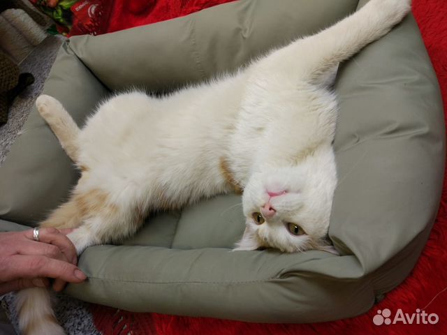 Мирошка котенок 6 месяцев