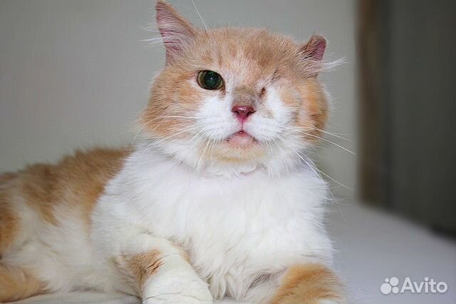 Рыже-белый кот Огонёк, одноглазик ищет дом