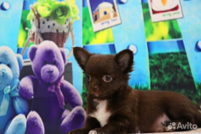 Чихуахуа разного окраса щенки