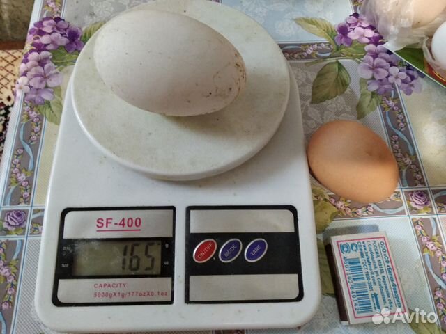 Яйцо для инкубации гусиное,утиное,куриное