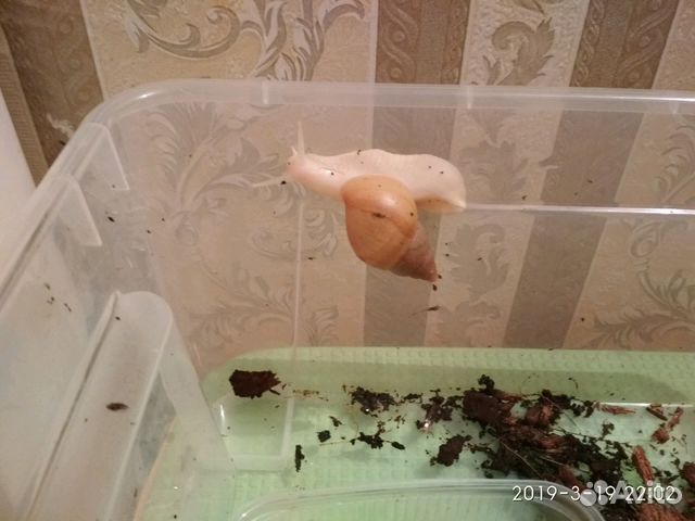 Улитка Ахатины бесплатно