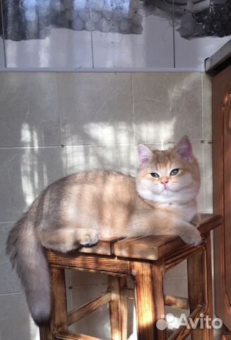 Шикарный золотой британский котик
