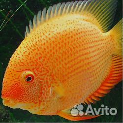 Продам красивых аквариумных рыбок