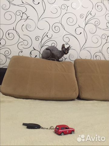 Девочка сфинкс ищет жениха