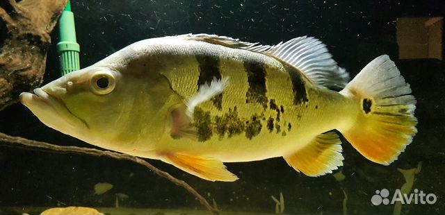 Цихла оцеллярис 2шт метиннисы 2шт