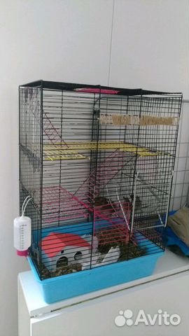 Белки Дегу 2 мальчика с клеткой