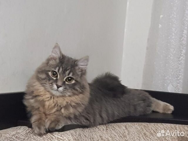 Потерялся котик