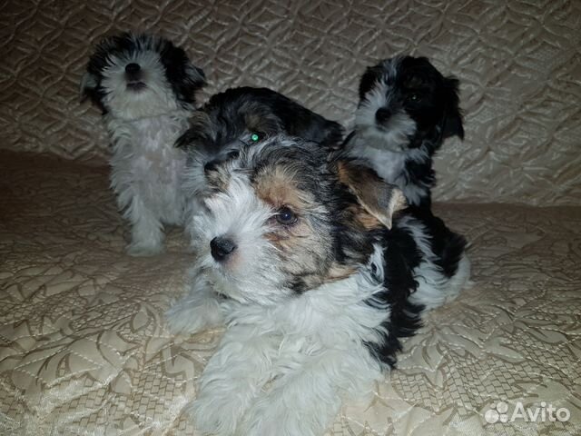 Мимишки-биверишки