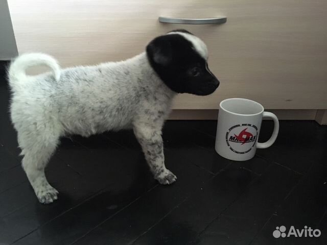 Метис шпица