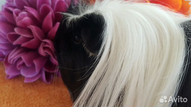 Коронет самка