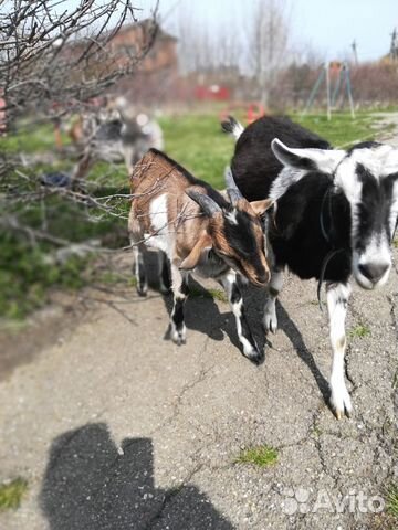 Альпийский козёл (козлик)