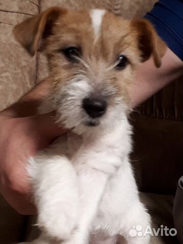 Джек рассел щеночки